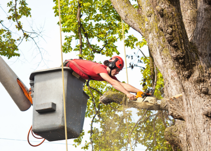 TREE TRIMMING - Young Pro Tree Service